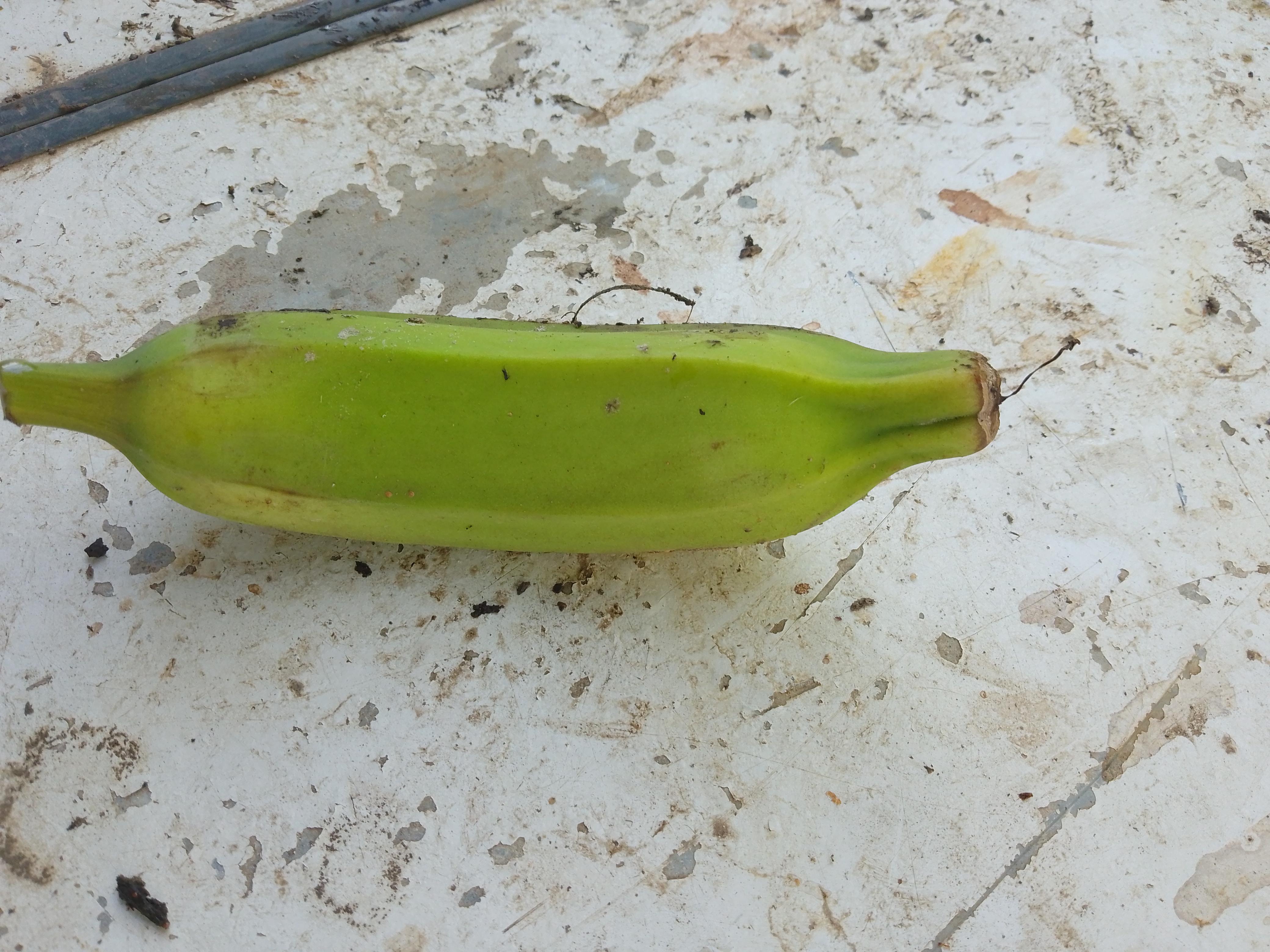 banana Object Detection Dataset by Rxtcha