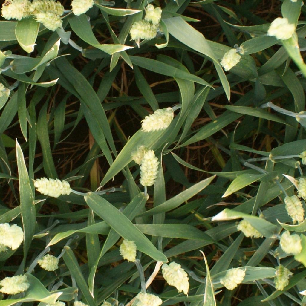 Wheat-Yolov8 Object Detection Dataset by wheat