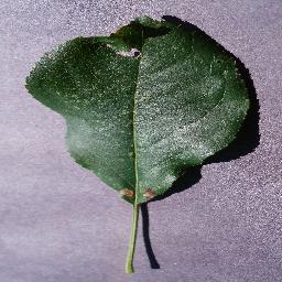 ML object detection Object Detection Dataset by Research