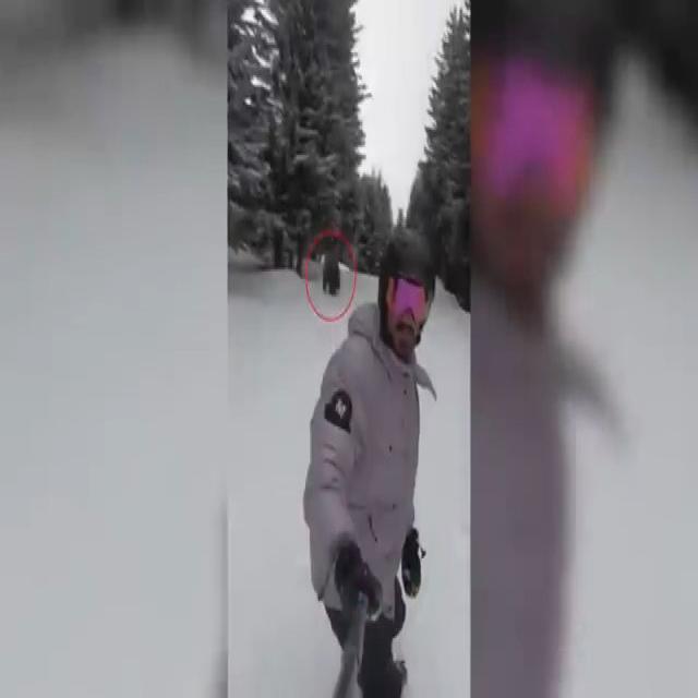 Bear detection Object Detection Dataset by Bear detector