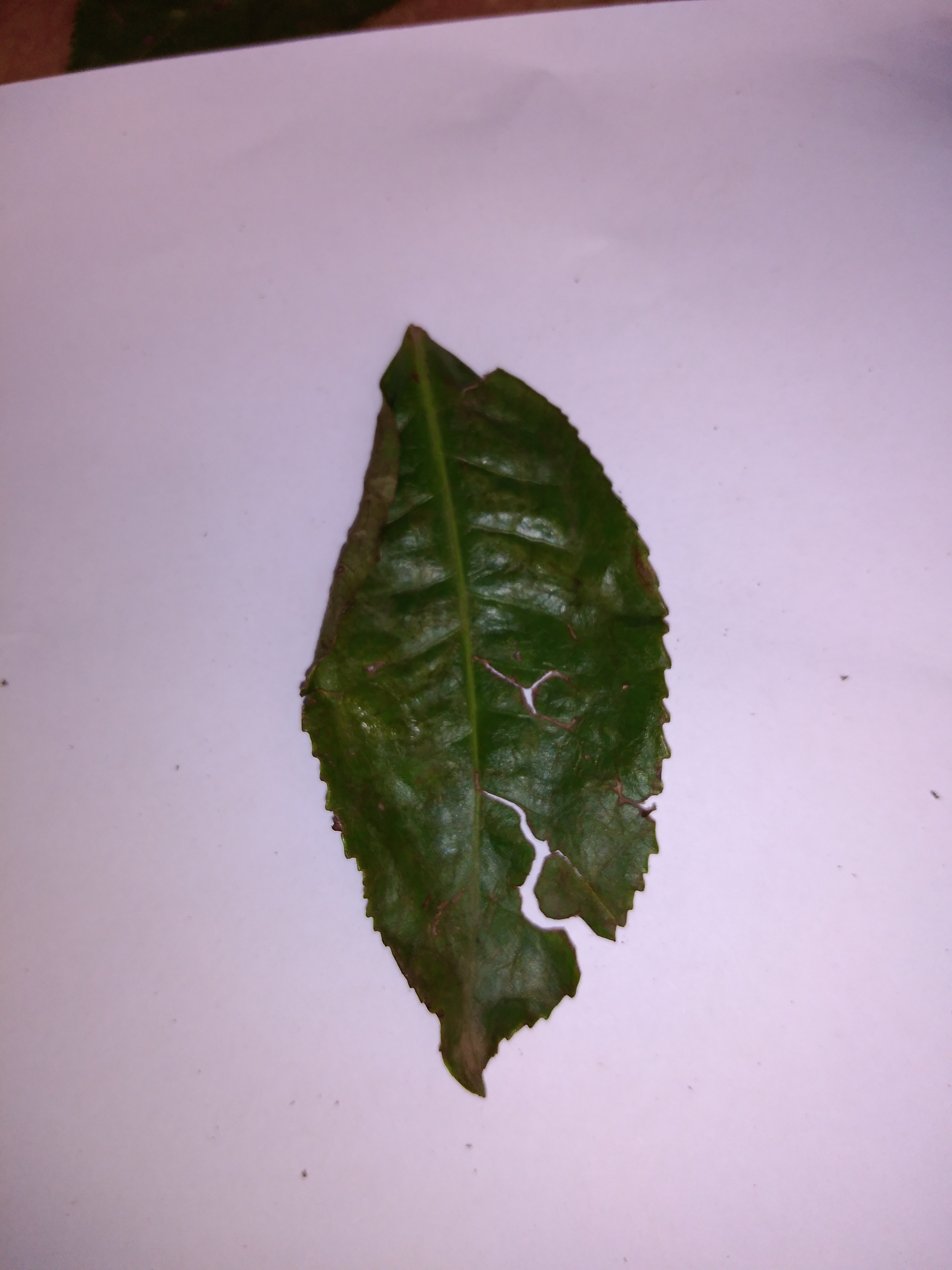 Leaf-Classification Classification Model by Monishs Inc