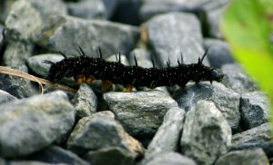 Catterpillar Object Detection Model by Helen