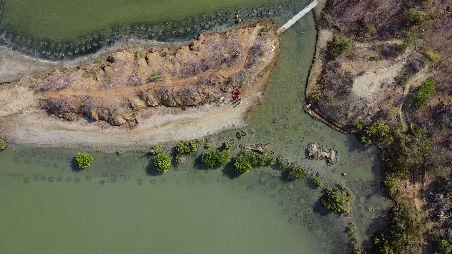 mangrove-restoration Object Detection Dataset and Pre-Trained Model by Sumthing Labs