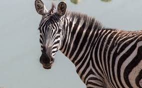 Zebra Object Detection Dataset by train