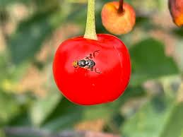 segmentation des fruits Instance Segmentation Dataset and Pre-Trained Model by anass dabaghi