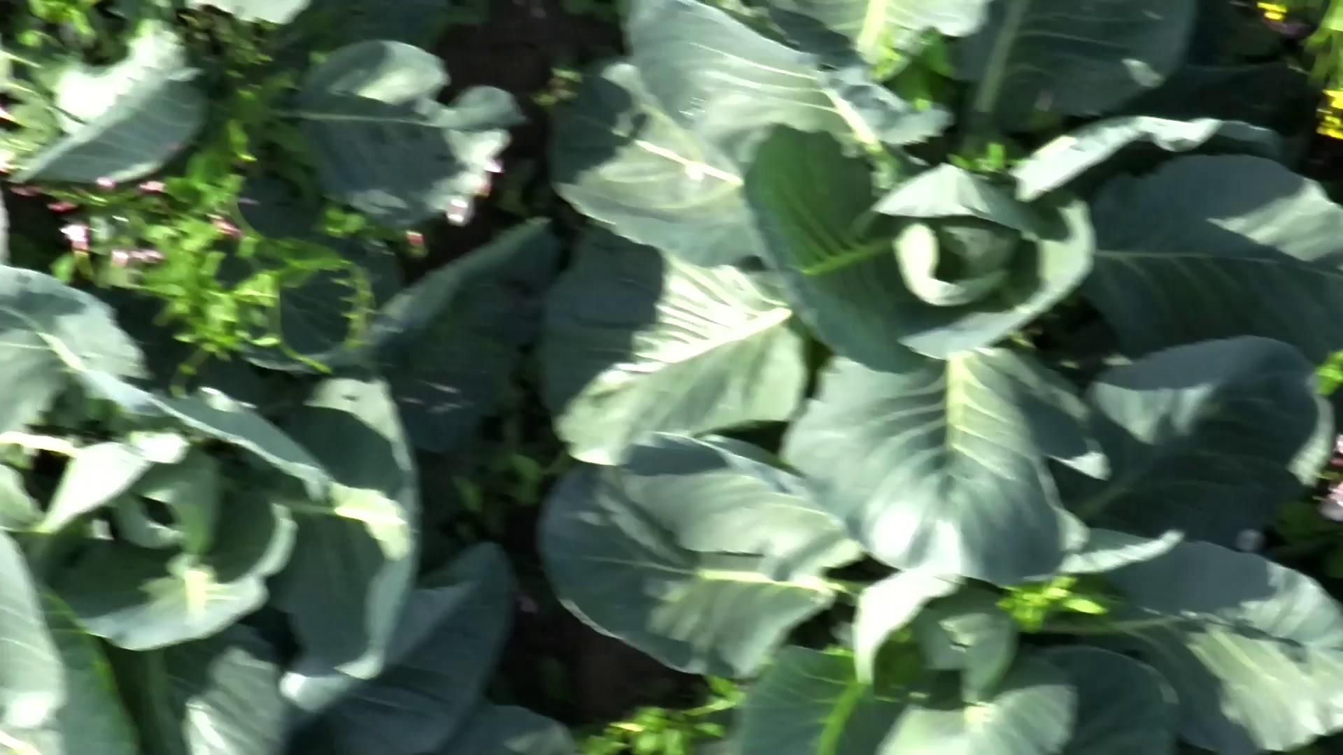 Small Scale Cabbage Instance Segmentation Dataset by AI University