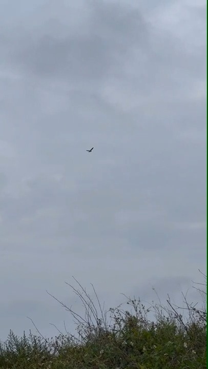 wind_turbine_flying_bird Object Detection Model by RayLin