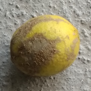 Lemon Sorting Classification Dataset by robotic arm