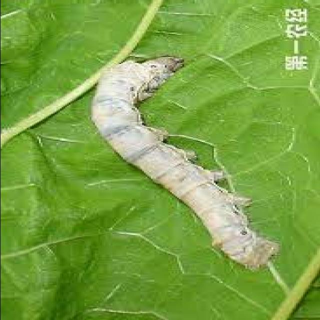 silkworm Object Detection Dataset by sicau