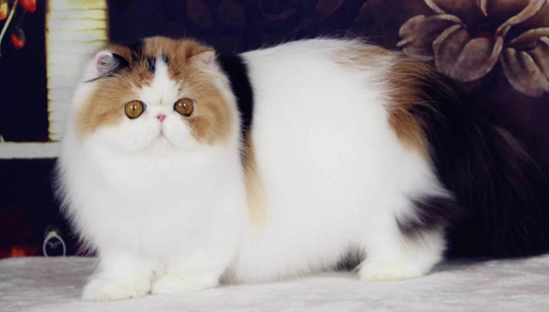 cat Object Detection Dataset by sicau