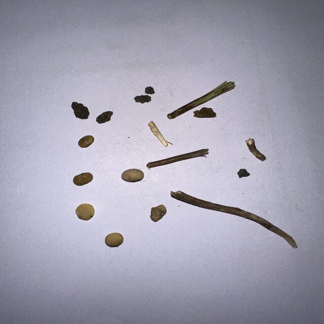 Soybean Quality Instance Segmentation Dataset By Newideas