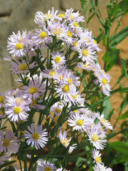 Flowers Classification Dataset