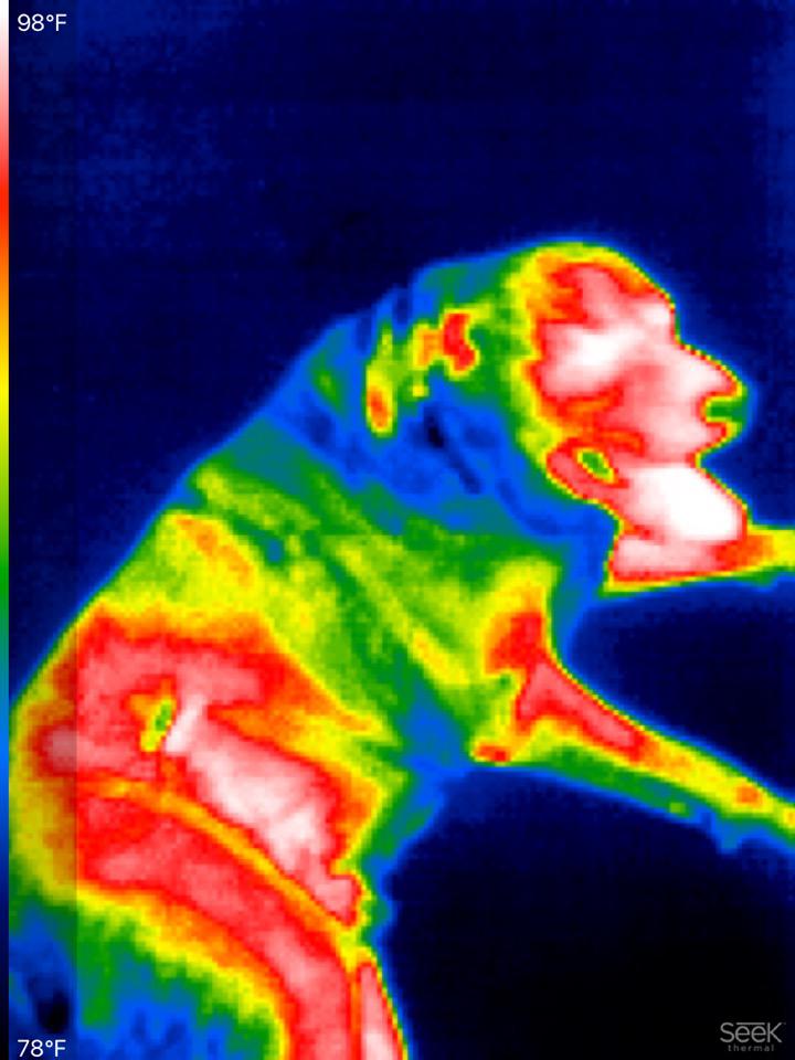 Thermal Dogs and People Object Detection Dataset