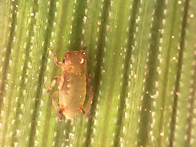 Insect Detection Object Detection Dataset And Pre Trained Model By