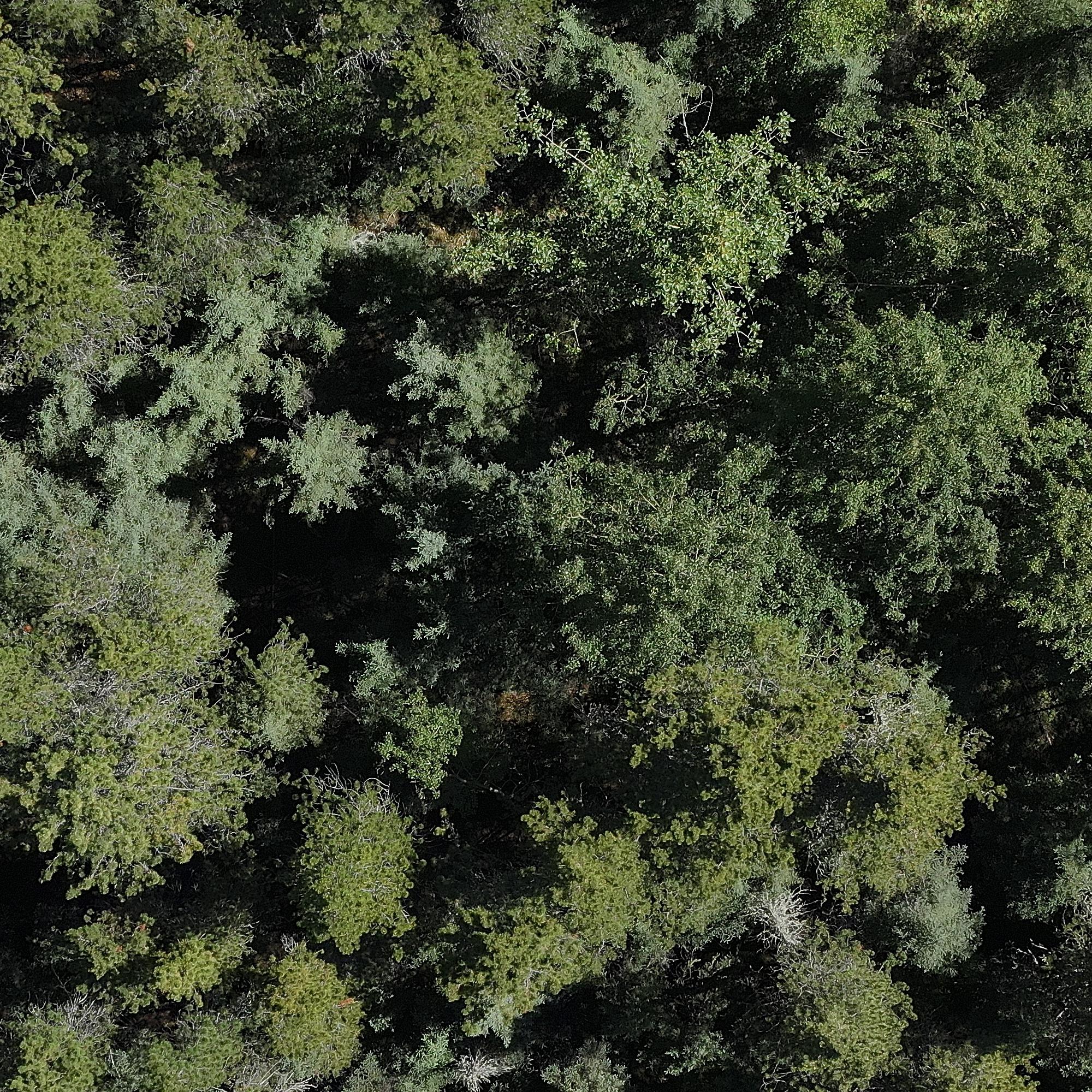 larch 3 Object Detection Dataset by yolo