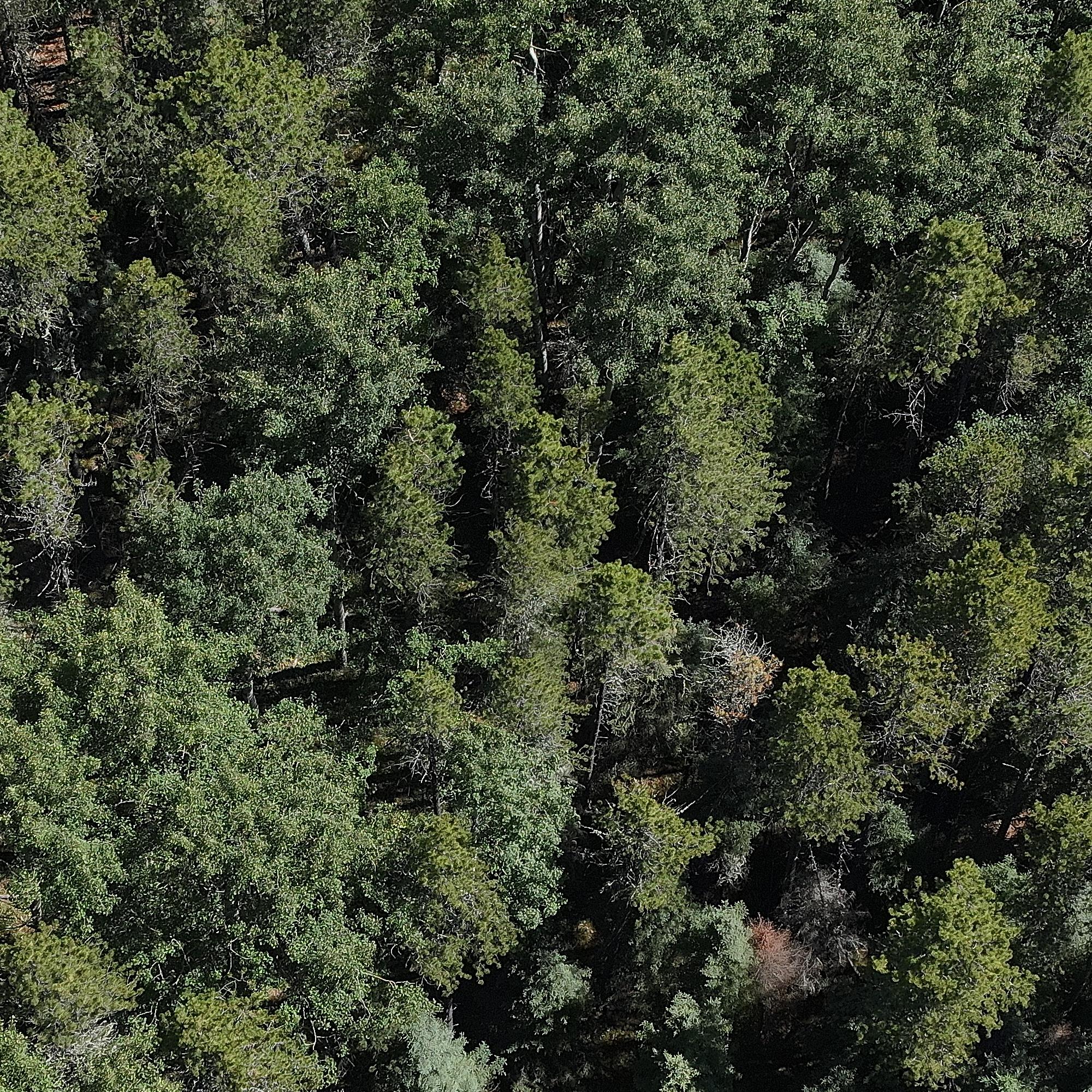 tree-no-tree Object Detection Dataset by yolo