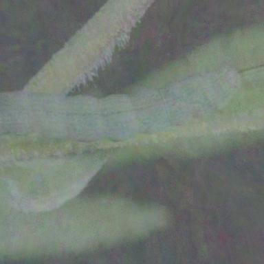 Onion Biotic Stress Classification Object Detection Dataset and Pre-Trained Model by projectdesign