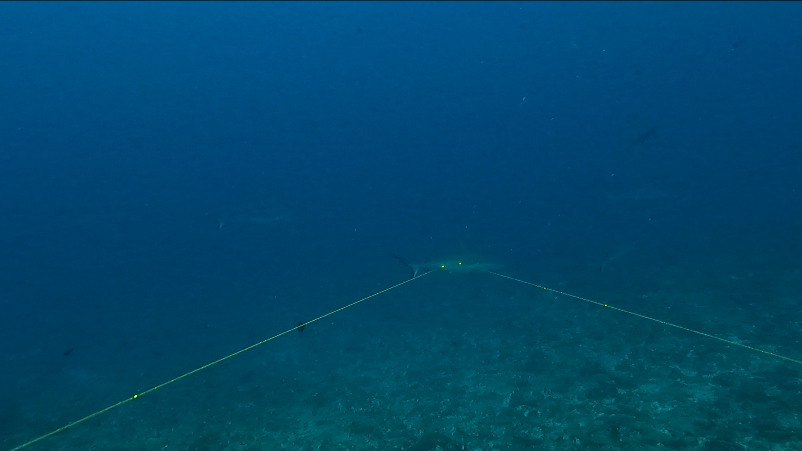 shark Object Detection Dataset by Nikhil G