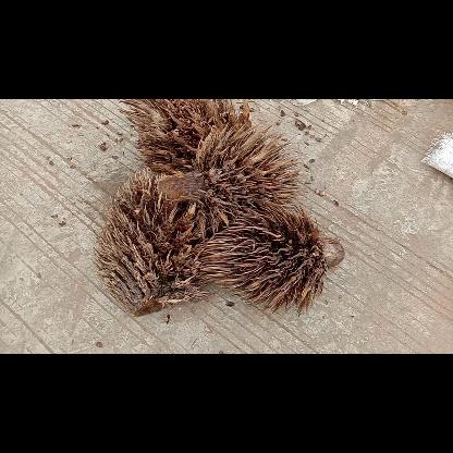 palm Object Detection Model by yolo