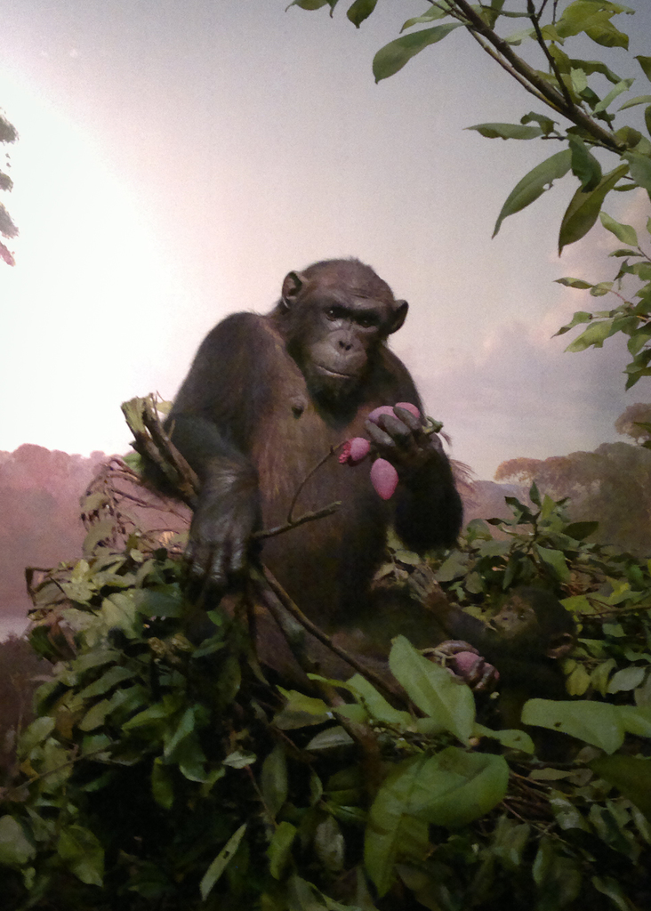 monkey Object Detection Dataset by new