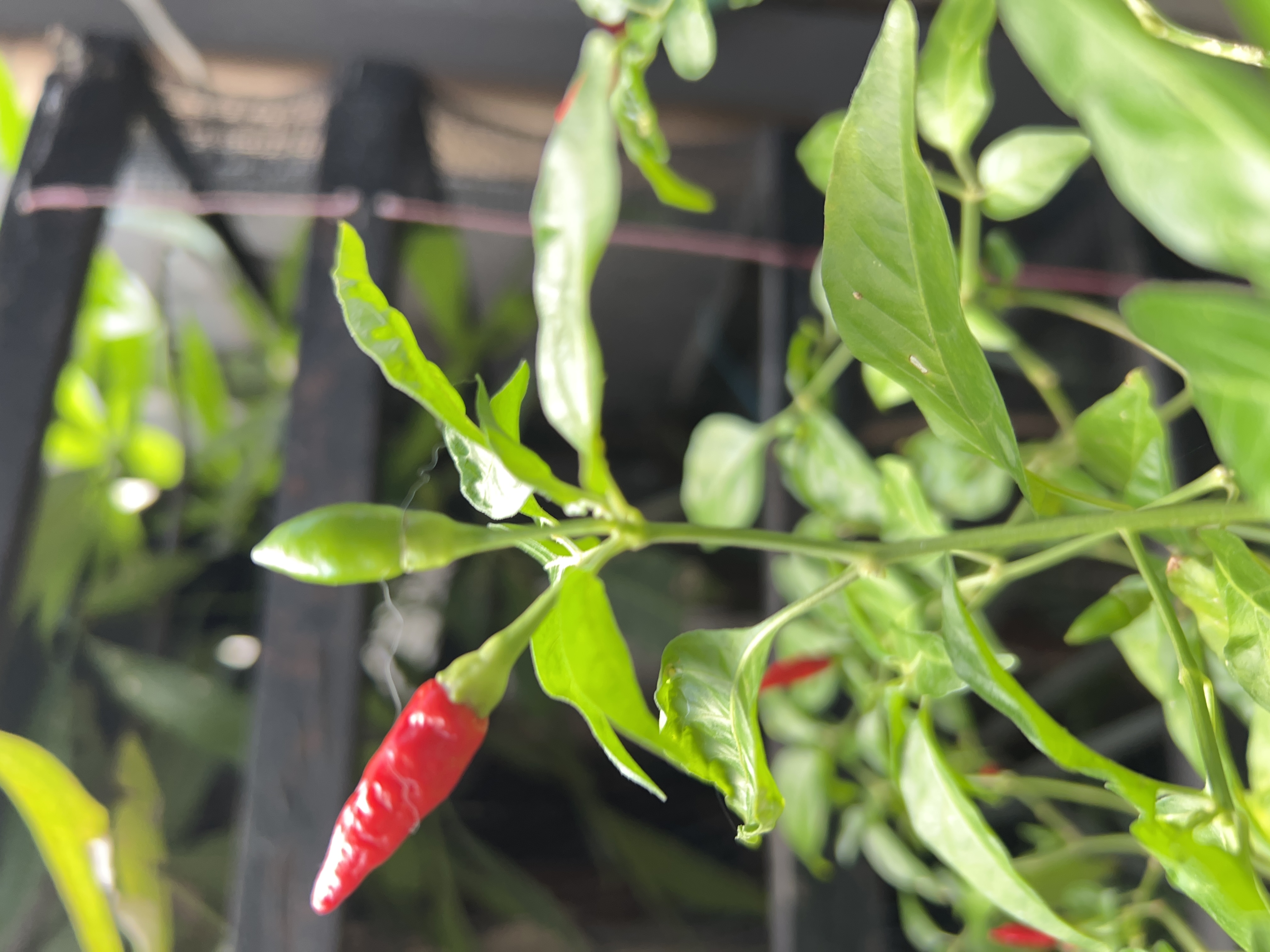 Group 3 Pepper Detection Object Detection Model by Kurt