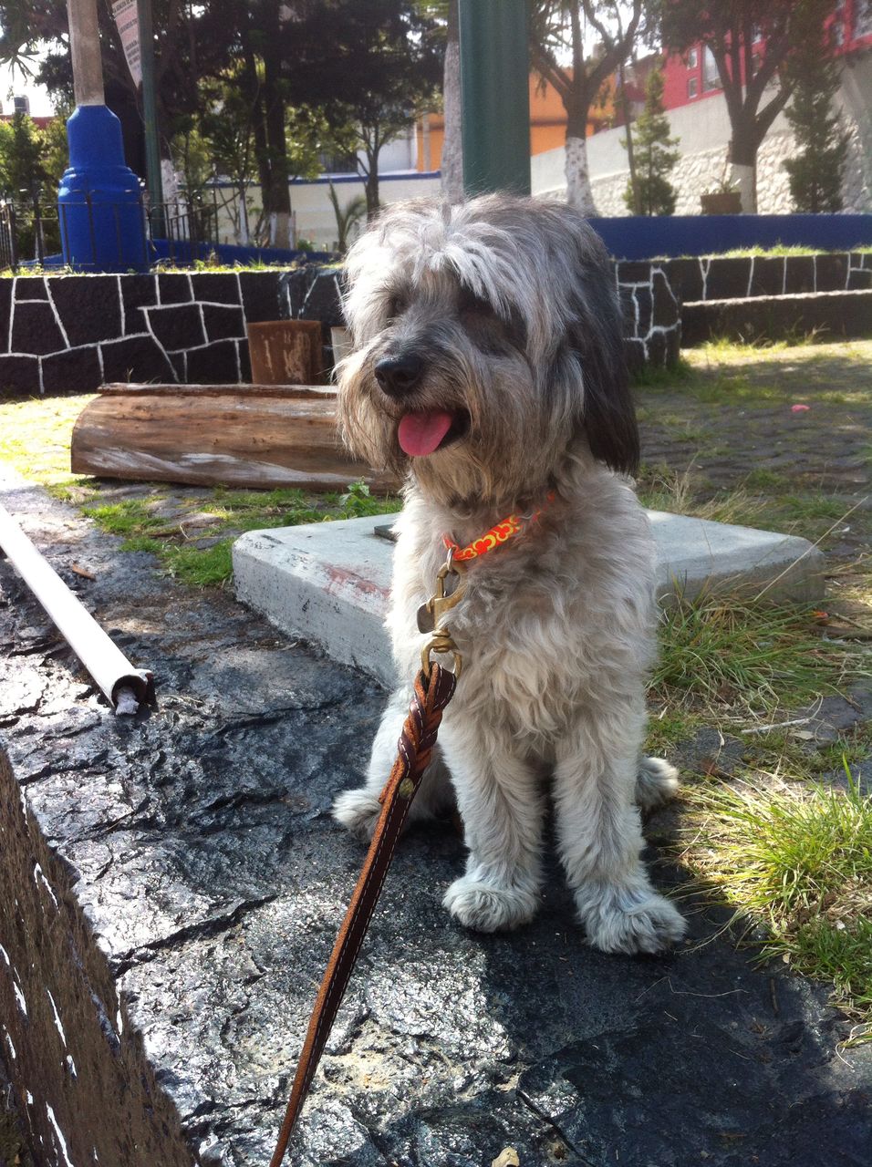 dogs and cats Object Detection Dataset and Pre-Trained Model by TT