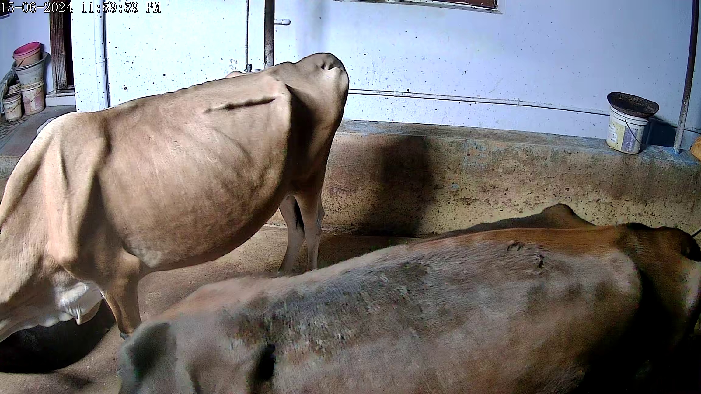 Cattle Health MOnitoring Object Detection Model by Samm