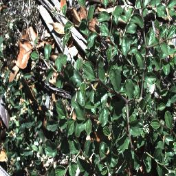 deep-weeds-segm Instance Segmentation Dataset and Pre-Trained Model by university