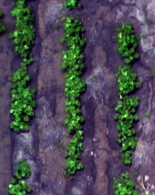 24d Classification Dataset by UTgroundherbicide