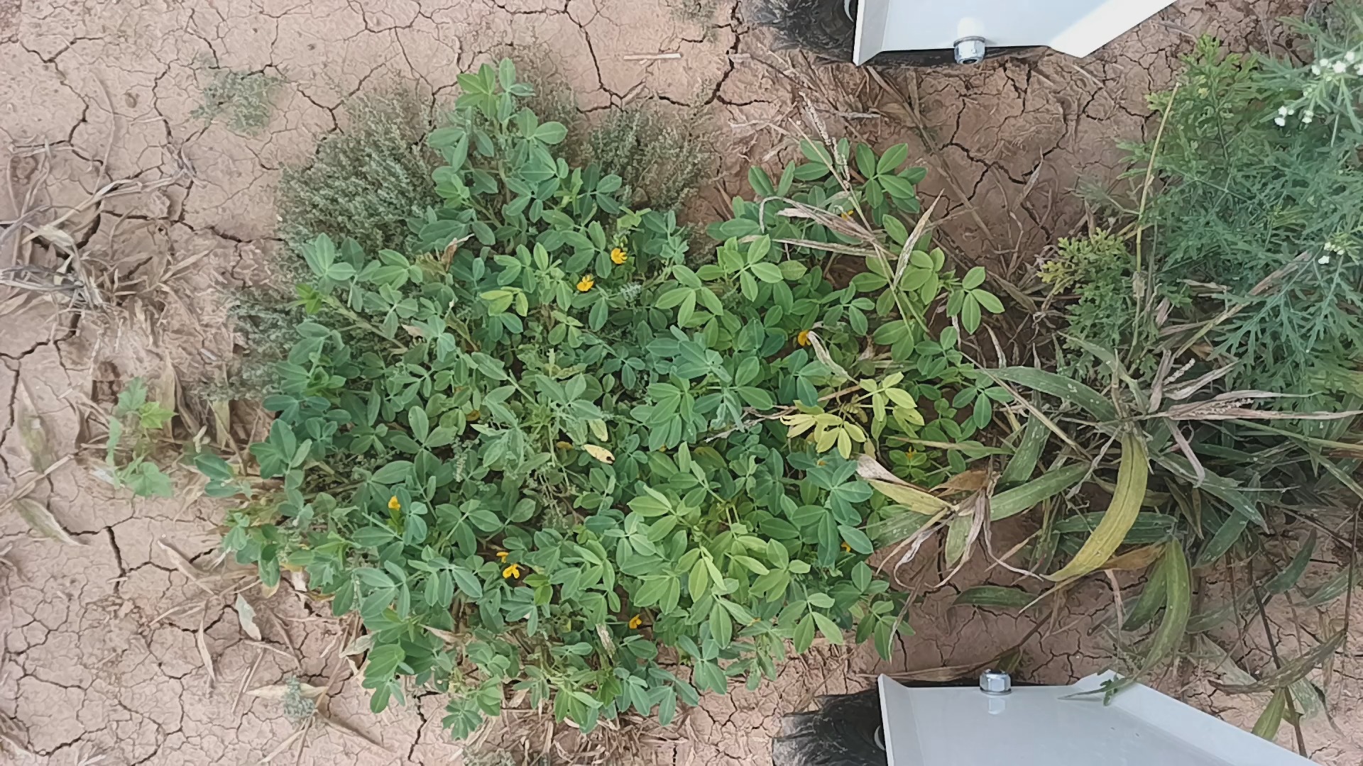 class:peanut-broadleaf-grass | Roboflow Universe Search class:peanut-broadleaf-grass | Roboflow Universe Search