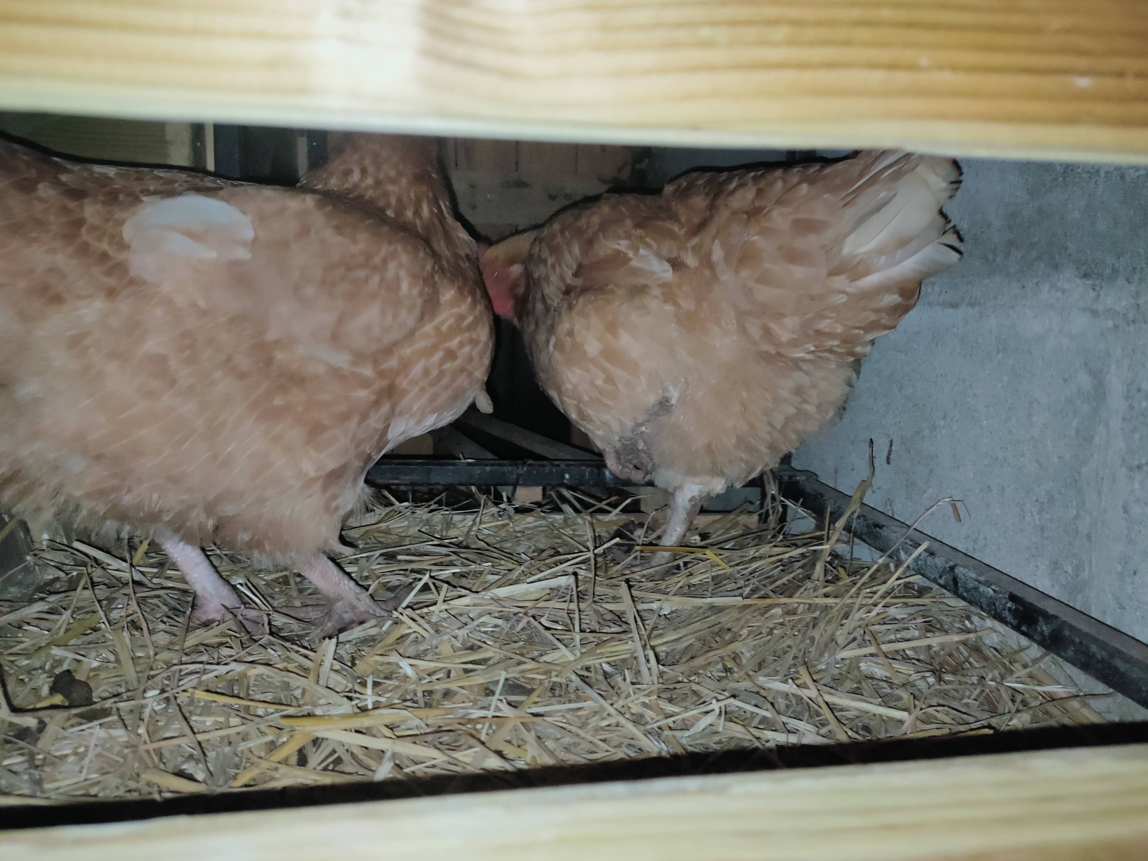 raphael-larue-cpe-fr - Roboflow Universe