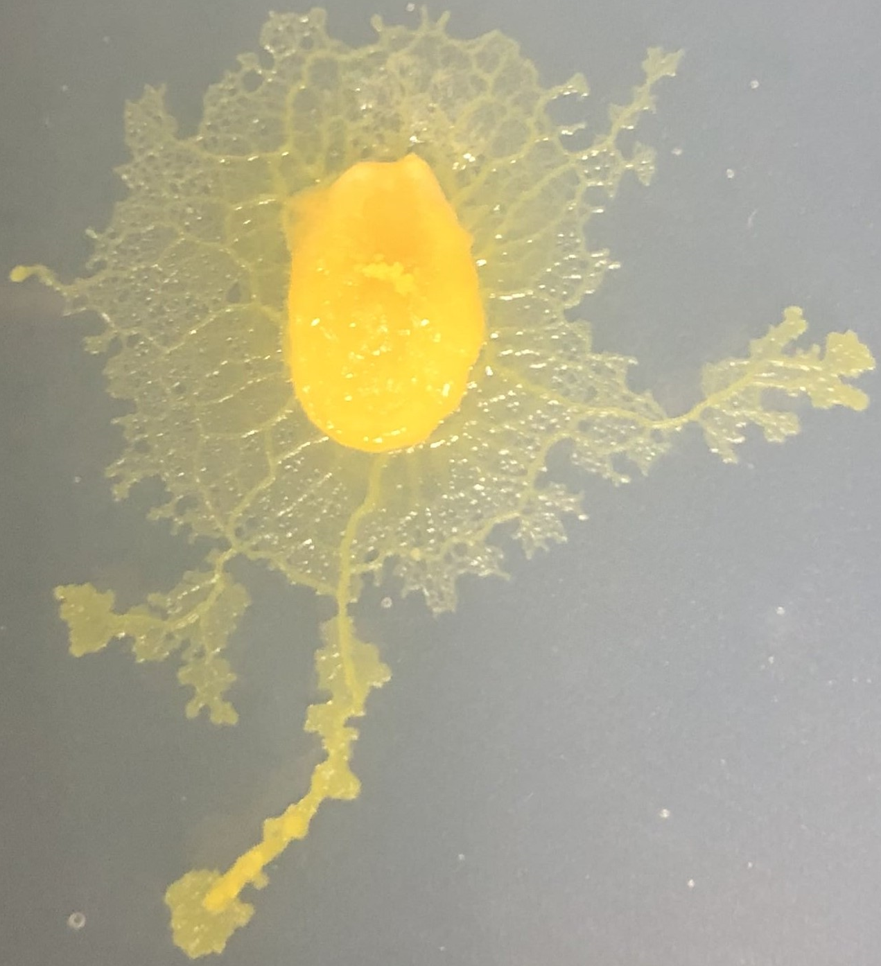 Practical Machine Learning 2024 - Roboflow Universe