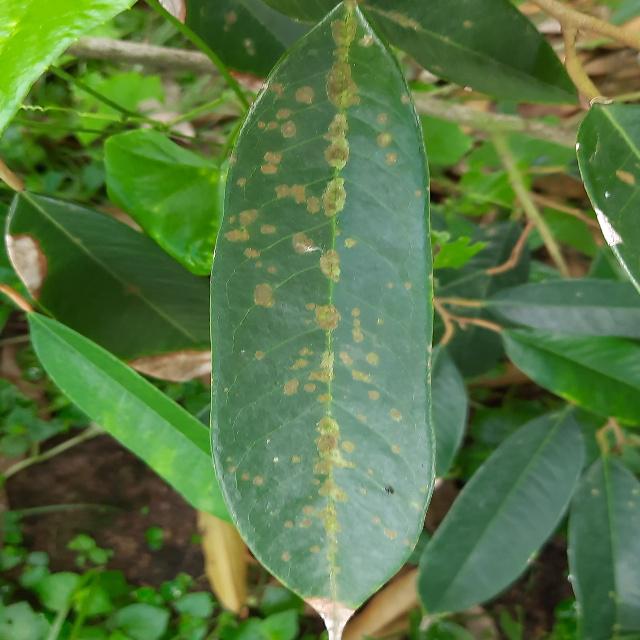 leaf durian Object Detection Model by coba