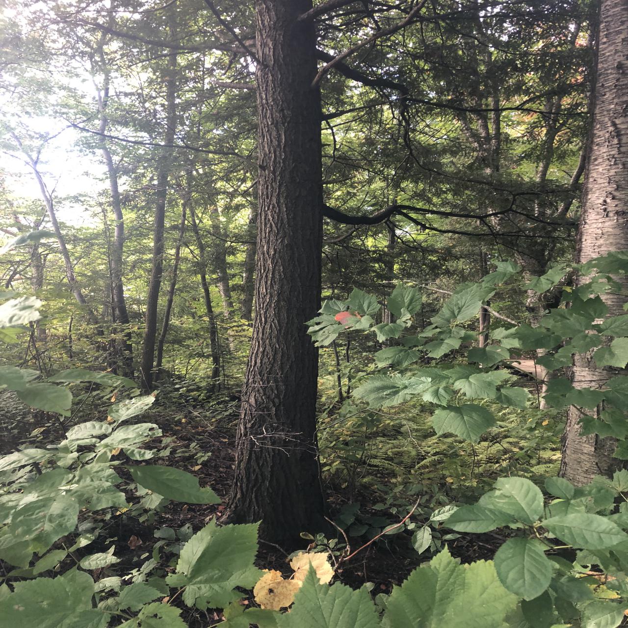 Trees Object Detection Dataset by Andrey Markov