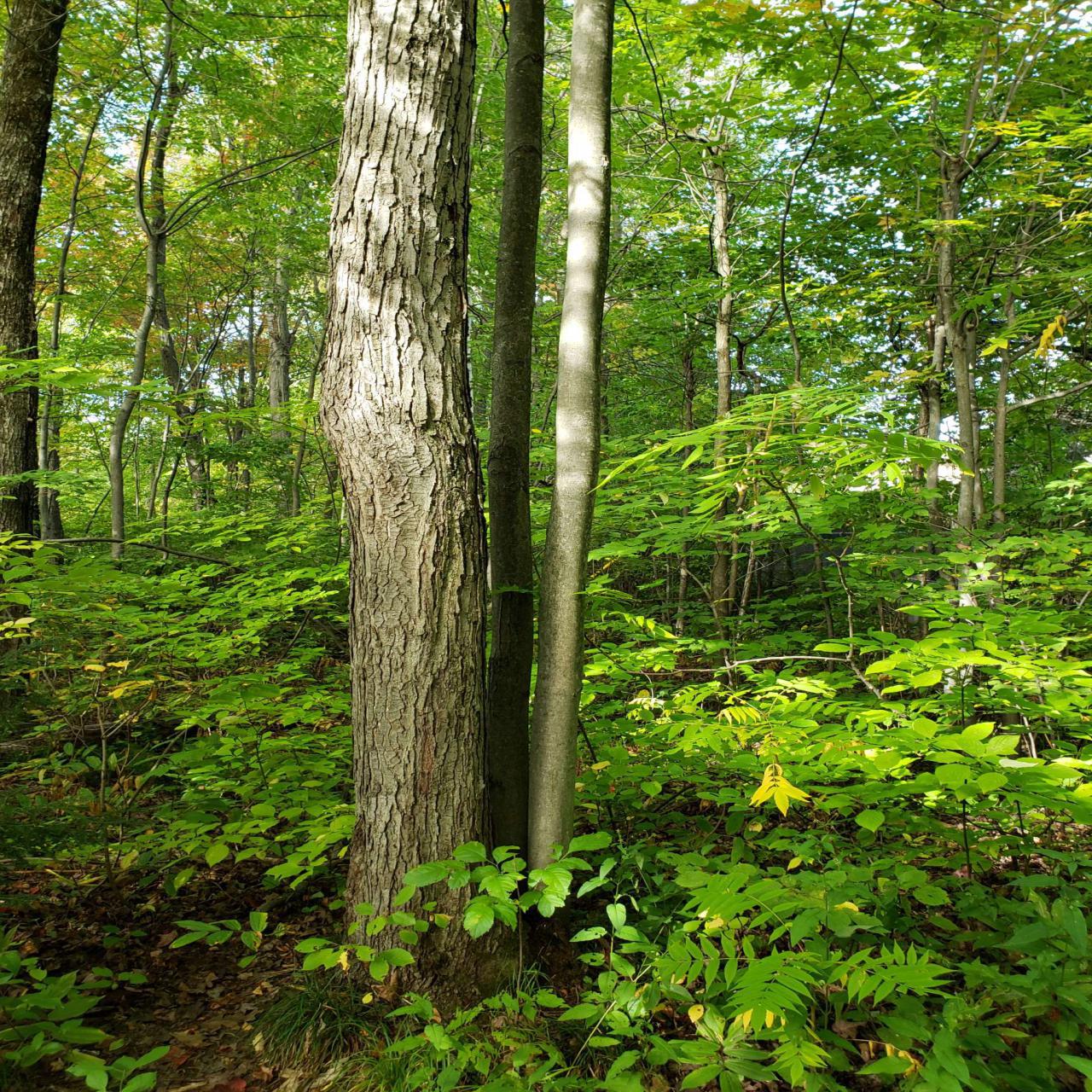 Trees augmented 2 Object Detection Dataset by Andrey Markov