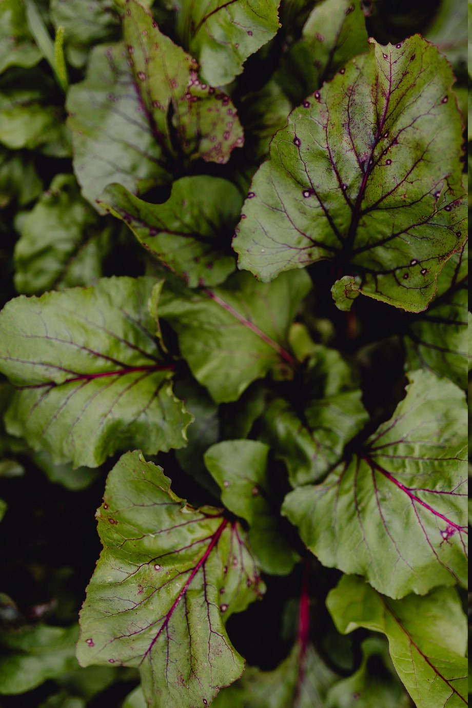 Plant Disease Detection Instance Segmentation Model By Trial