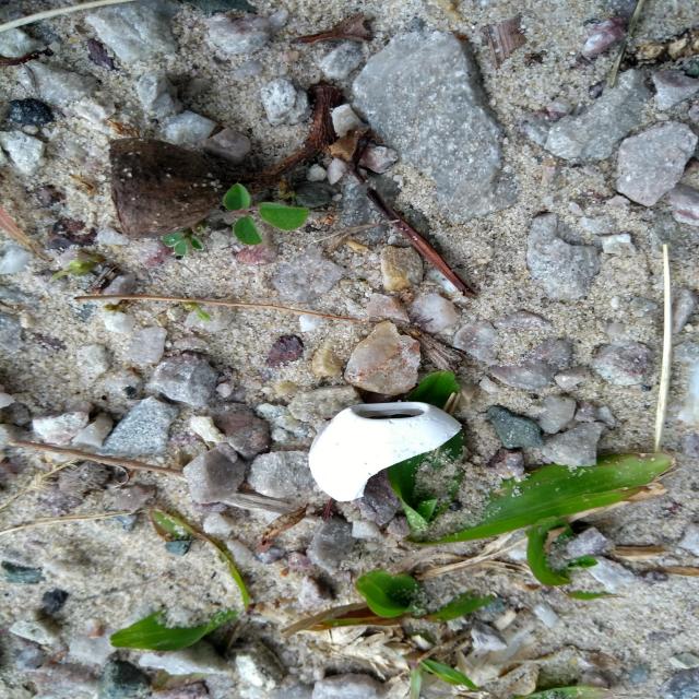 Trash YoloV5 - (one class) Object Detection Dataset and Pre-Trained Model by asts31