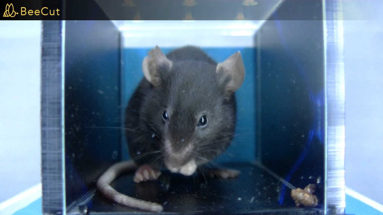 mouse_base Object Detection Dataset by team