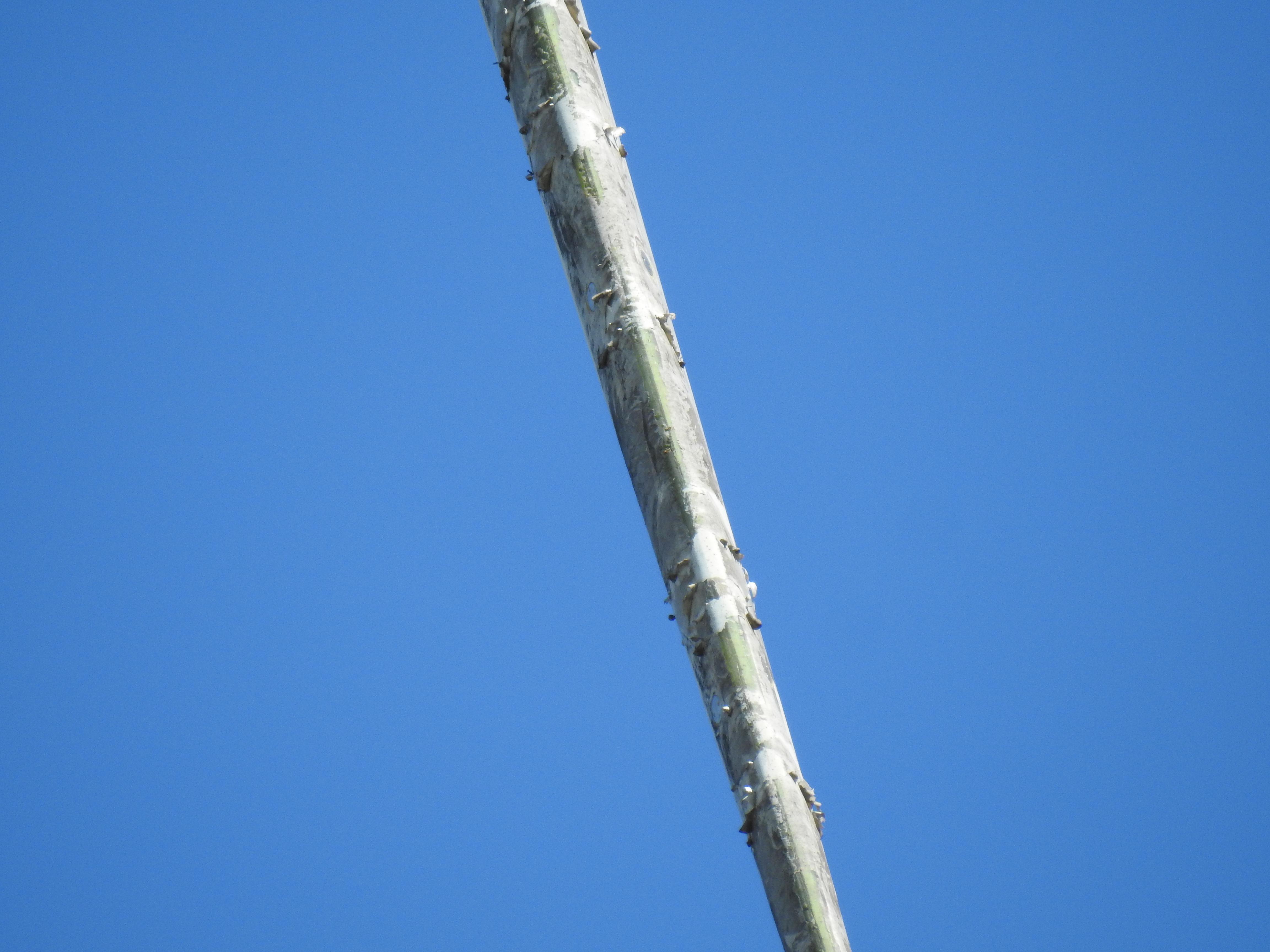 Blade3 Object Detection Dataset By Blade