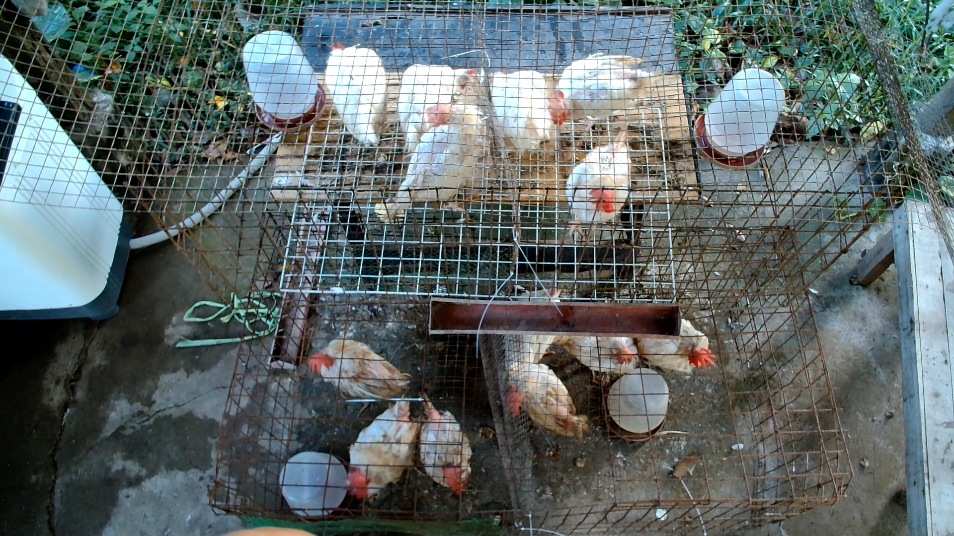 NEW CHICKENS Object Detection Dataset by BAGONG DATA NANAMAN