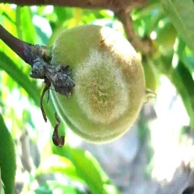 Apricot Disease Dataset Object Detection Dataset by FYP 1