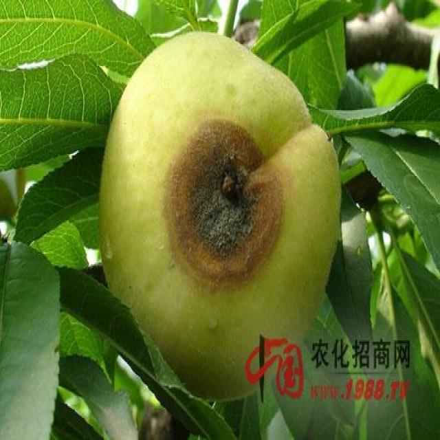 Apricot App Object Detection Dataset And Pre Trained Model By Fyp 1