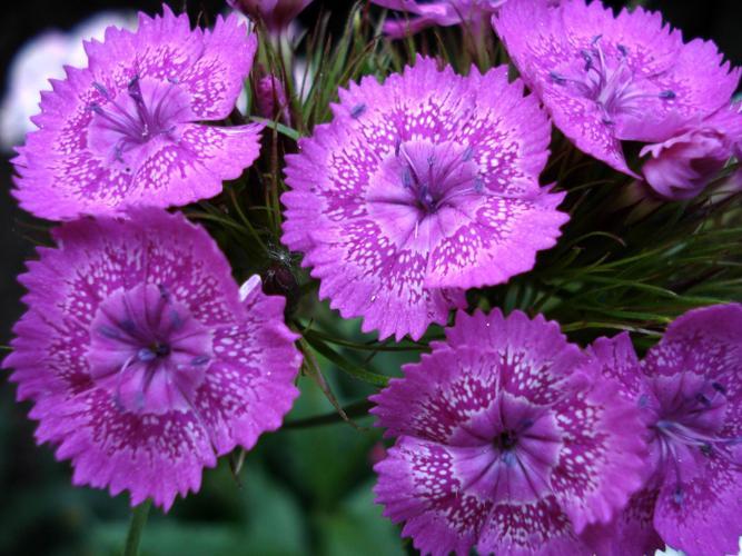 How to Use the yolov8-flowers-detection Object Detection API