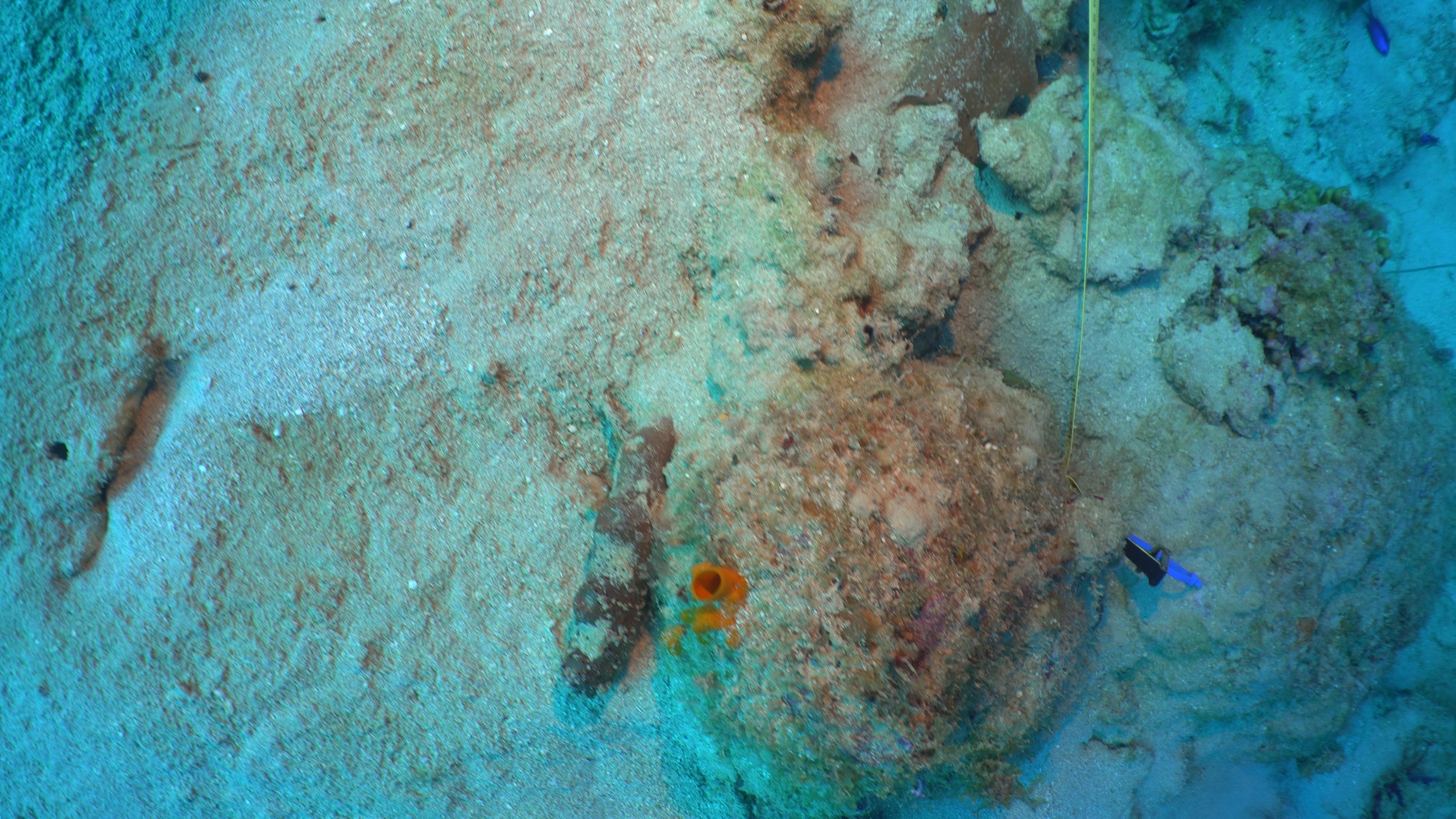 Coral Identification Object Detection Dataset by UVI