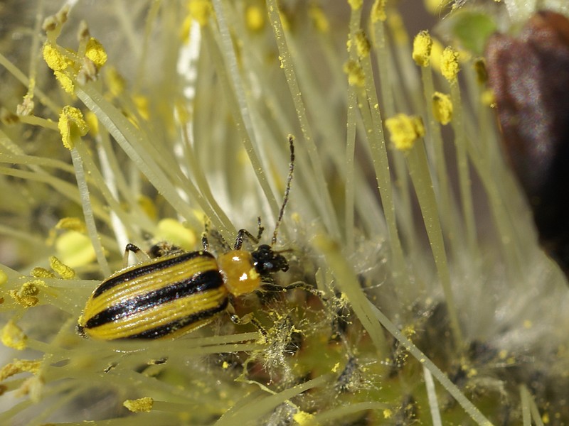 Insect10_BBox_640x640 Object Detection Dataset by Phan Hoàng Trung