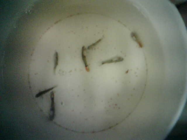 dead fish 2 Object Detection Model by Water Spray