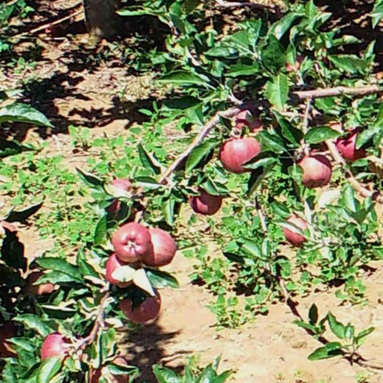 appledatasets Object Detection Dataset by apple