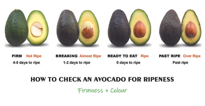 AVOCADO RIPE Object Detection Dataset by ObjectDetectionStudy