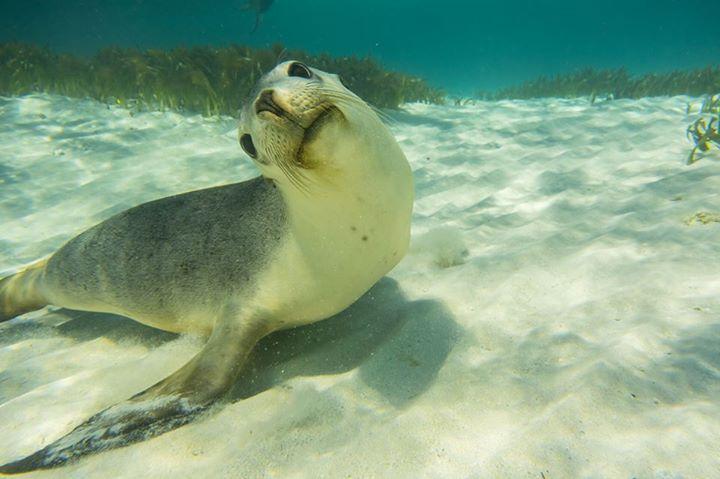 Seal Object Detection Dataset by Fur Seal Face Detector