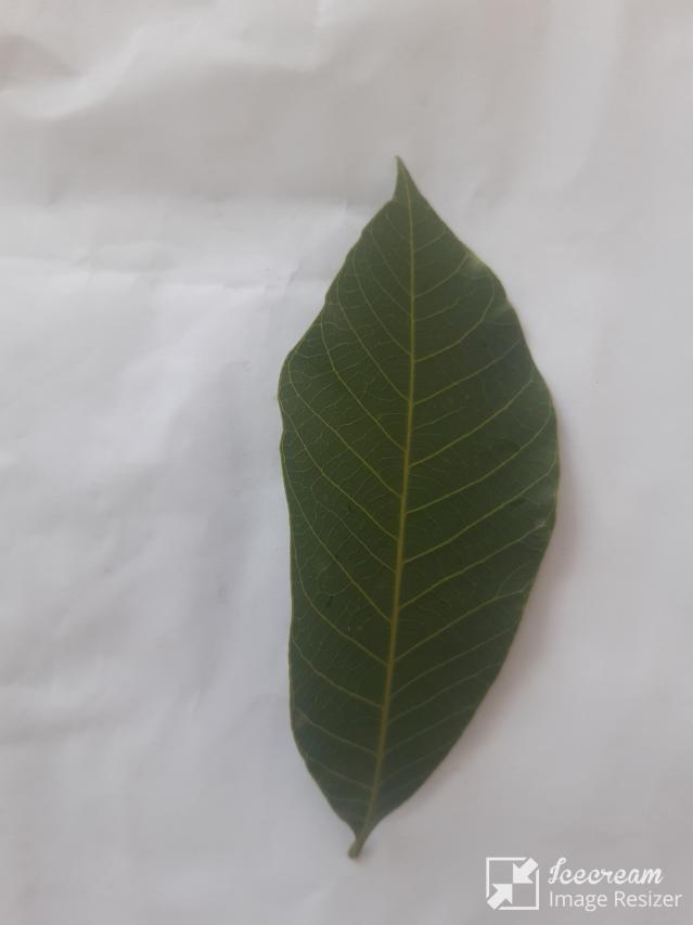 Identification Rubber leaf_2 Object Detection Model by ANH TRAN NGOC